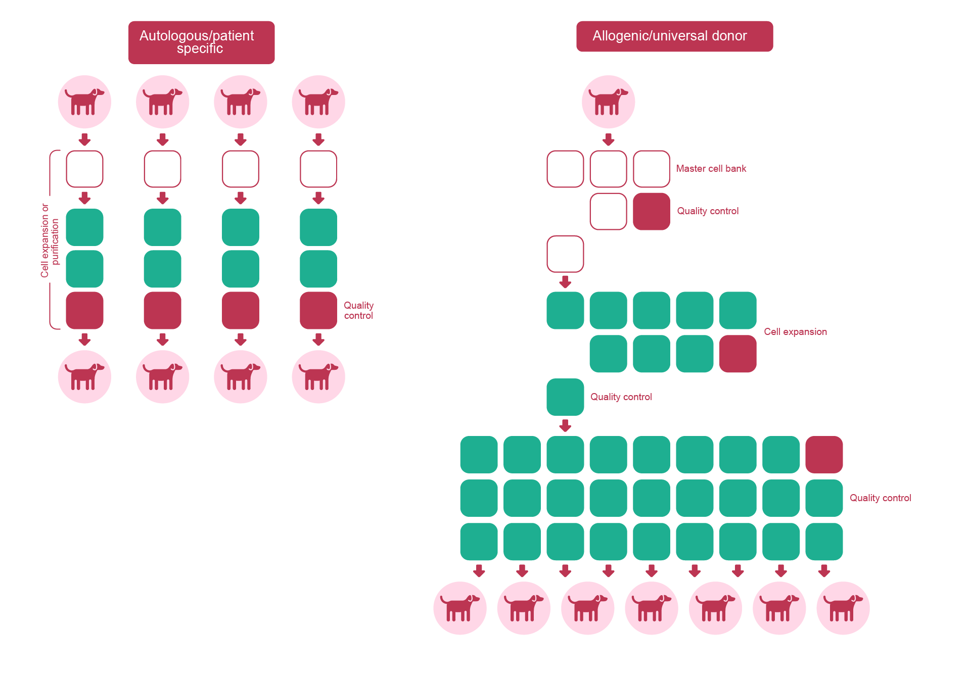 Technology – StemcellX